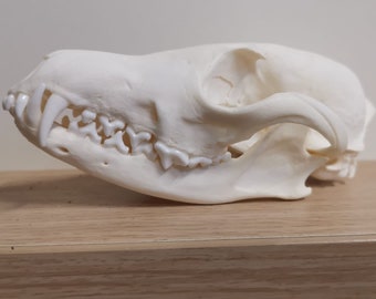 Schedel | Etsy Nederland