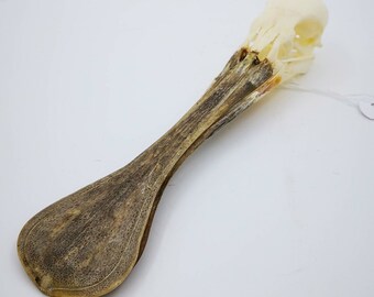 Spoonbill Skull - Etsy