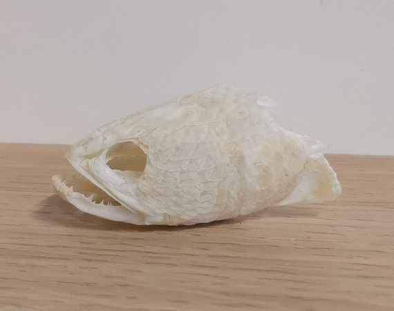 Real Skull Snake Head Fish Real Skull Snakehead Fish | Etsy