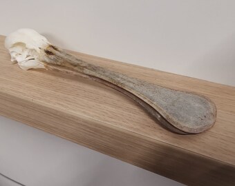 African Spoonbill - Etsy