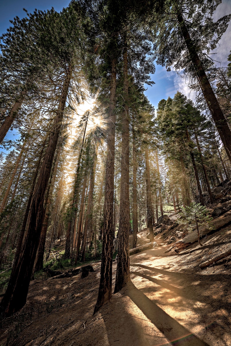 Sun Rays in the Sequoia Woods | Printable and Instant Download Digital ...