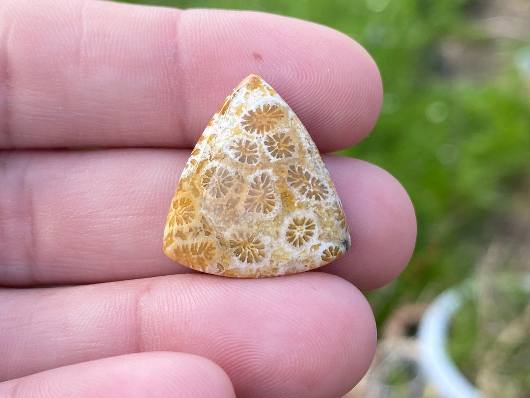 Fossilised Coral Cabochon 22x20mm Coral Cabochon Gemstone Cabochon ...