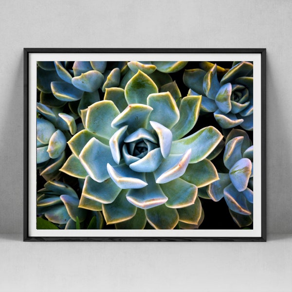 Succulent - Etsy