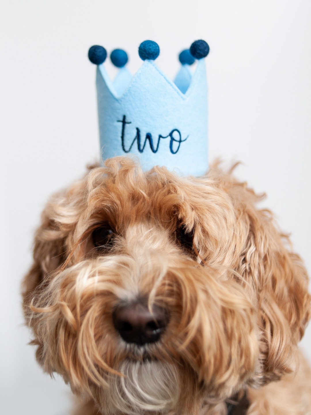 DOG Birthday Hat Puppy Birthday Pet Party Hat Dog's First Birthday Dog ...