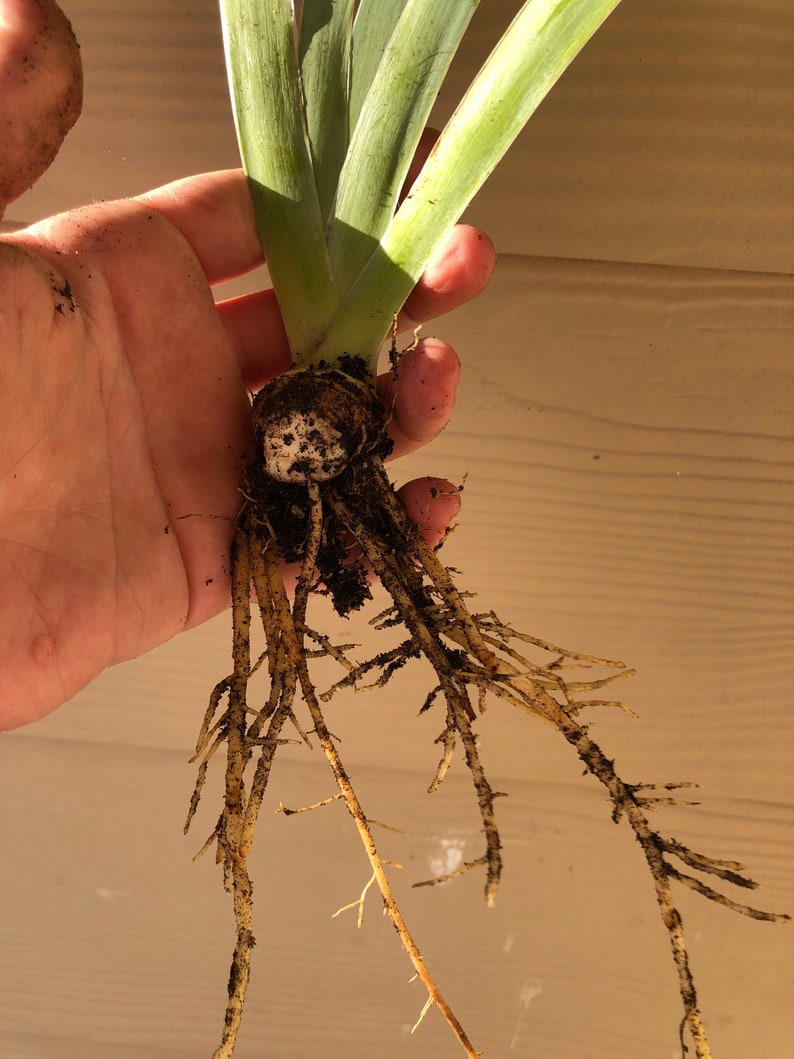 Purple Bearded Iris Flower Rooted Rhizome Tuber Bulb Root | Etsy