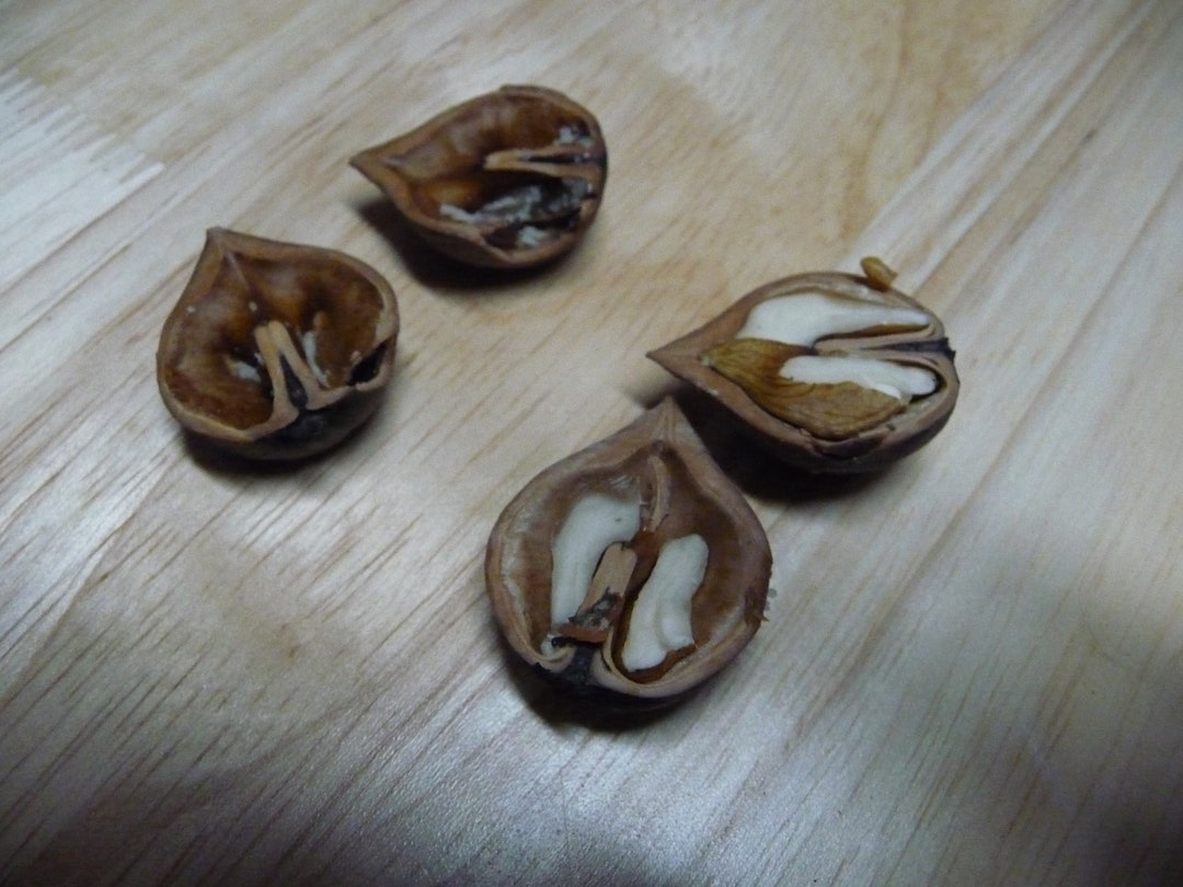 SALE Japanese Heart Walnuts 2023, Raw, in the Shell - Etsy