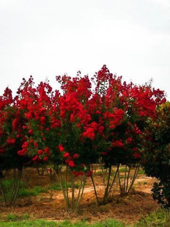 Siren Red Crape Myrtle | ubicaciondepersonas.cdmx.gob.mx