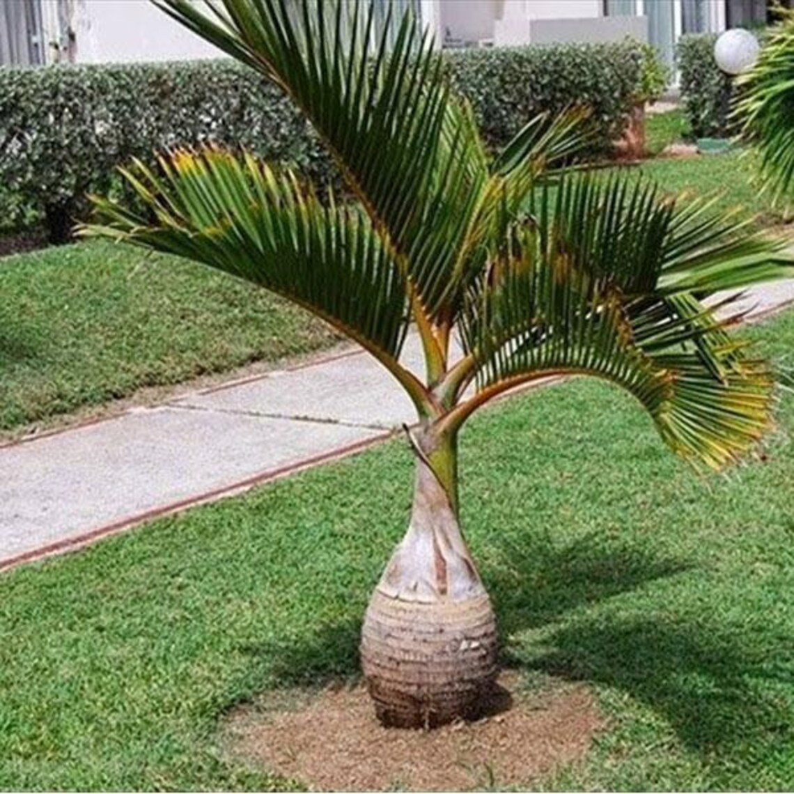 Hyophorbe Lagenicaulis Bottle Palm Etsy