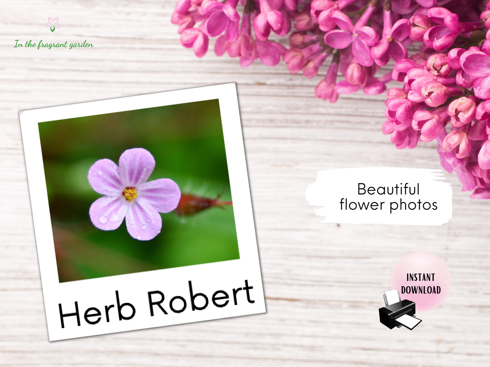 Homeschooling Montessori Flower Flash Cards Printable Real Floral Image ...