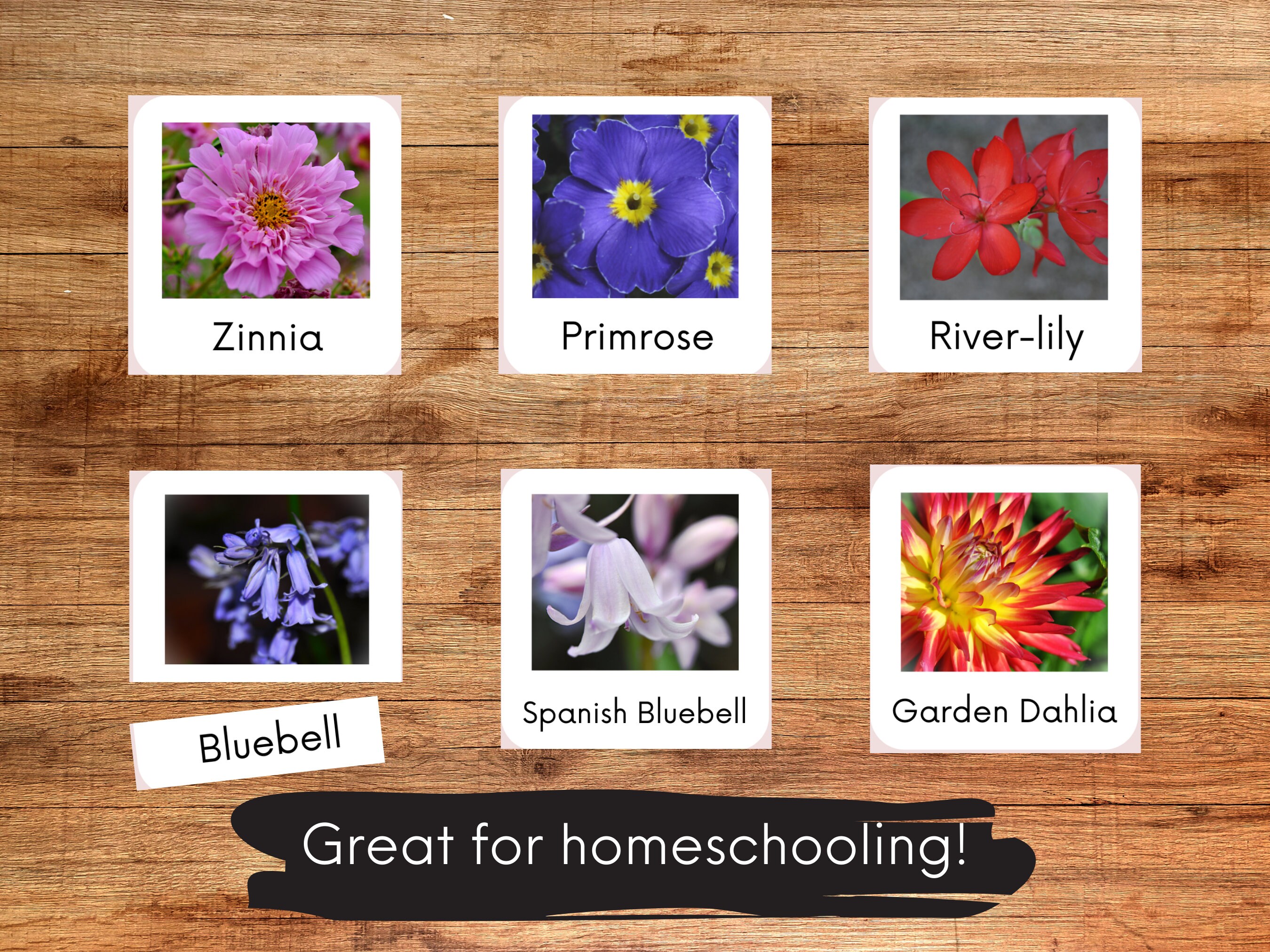 Flower Flash Cards Printable Real Floral Image Flash Cards 12 Types of ...