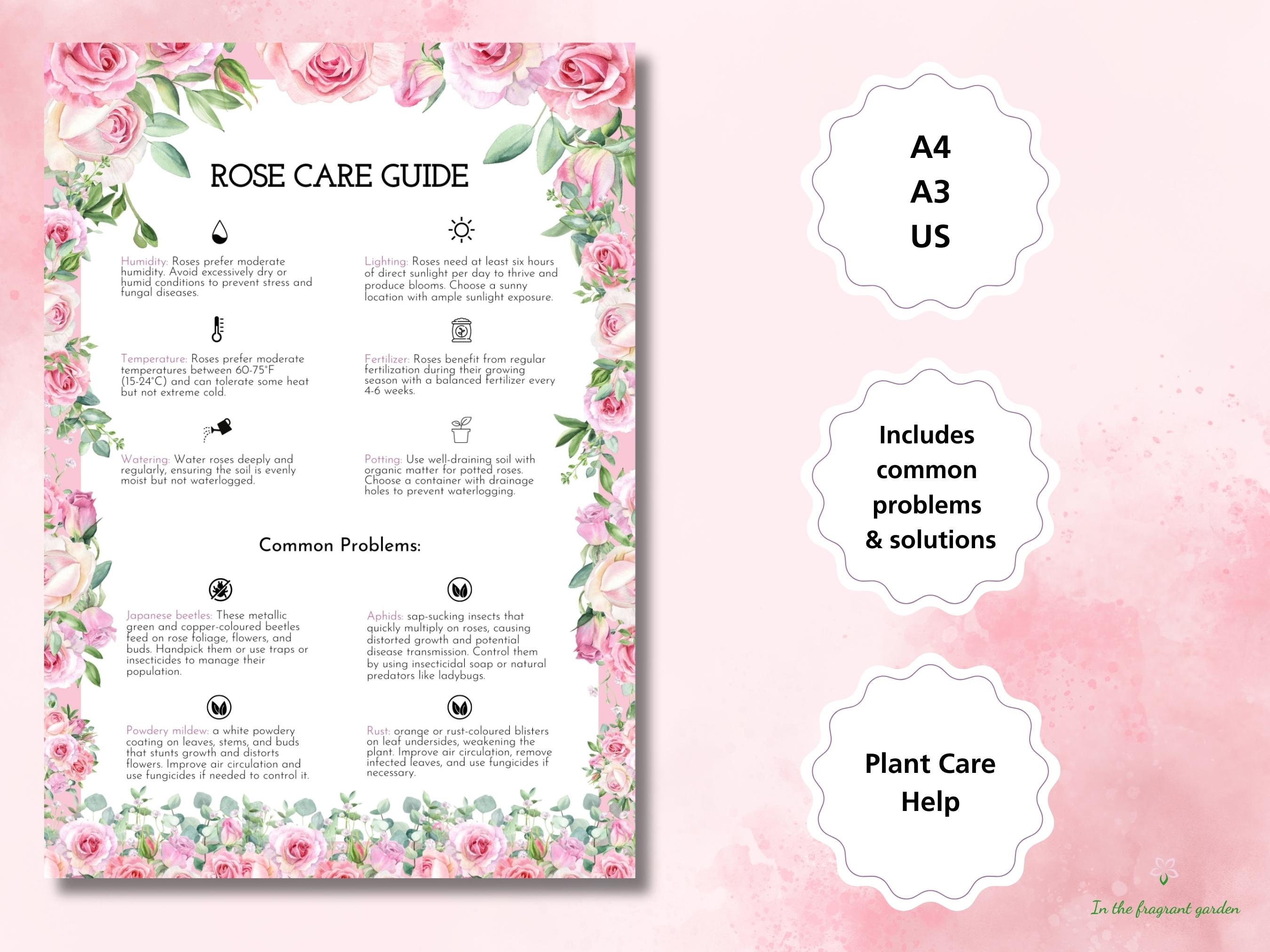 Complete Rose Plant Care Guide Printable PDF for Beginners How to Care ...