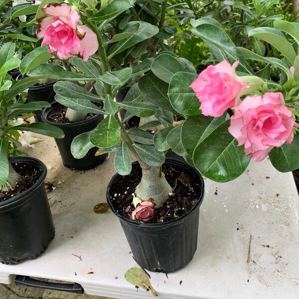 Dessert Rose Plant - Etsy