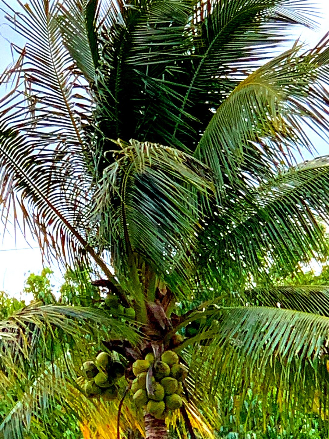 Organic Malayan Coconut Tree (2-3 Ft) - Etsy