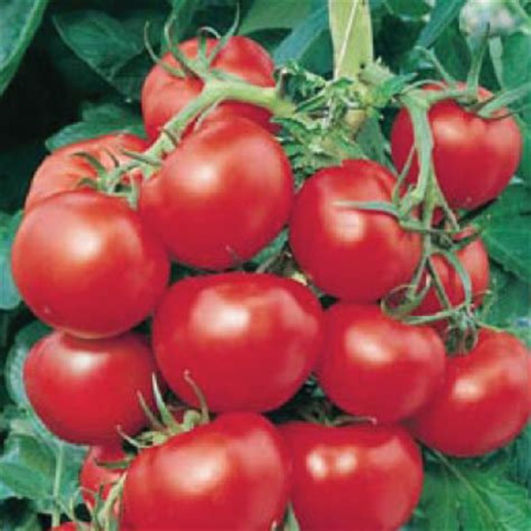 Early Cascade Tomato Plant - Cherry Tomato - PRE-ORDER 2026! - Etsy