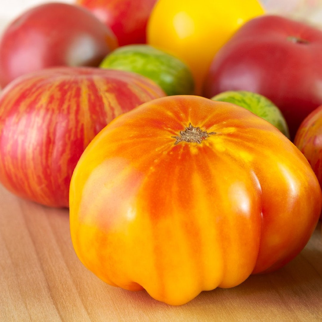 Hillbilly Tomato Seedling - Rare Tomato - Striped Tomato - PRE-ORDER ...
