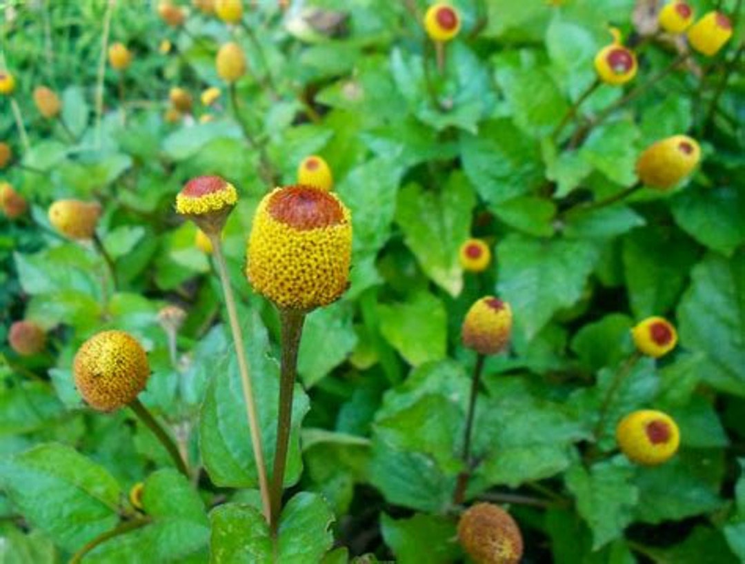 Toothache Plant - Spilanthes Plant - Pre-order Spring 2025! - Etsy