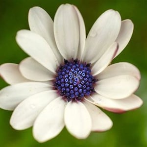 African Blue Disc Daisy Seedling - Daisy Plant - Unusual Plant - Pre ...