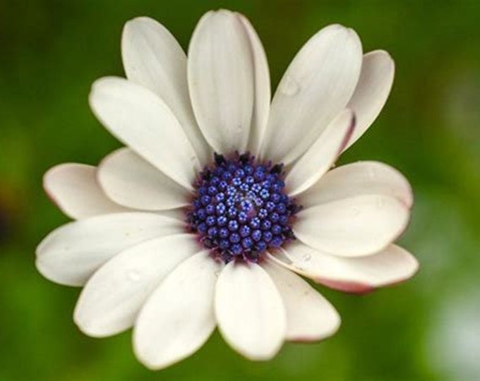 African Blue Disc Daisy Seedling - Daisy Plant - Unusual Plant - Pre ...