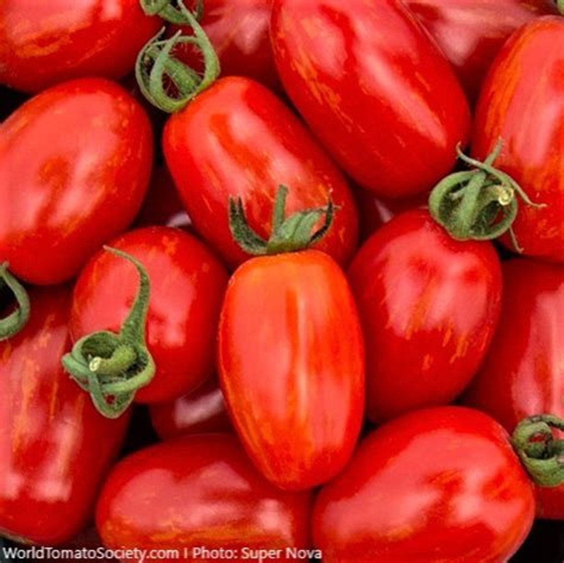 Supernova Tomato Seedling - Grape Tomato Plant - Pre-order Spring 2026 ...