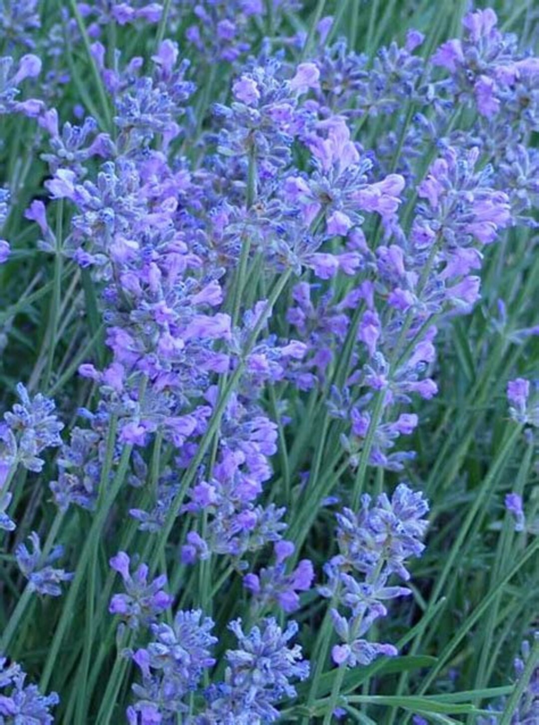 Munstead Lavender (lavandula Angustifolia Var. Munstead) - Pre-order ...