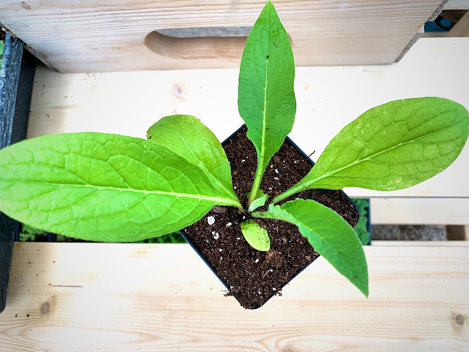 Comfrey (symphytum Officinalis) Seedling - Garden Plant - PRE-ORDER ...