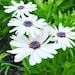 African Blue Disc Daisy Seedling - Daisy Plant - Unusual Plant - Pre ...