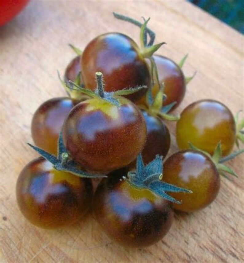 Blue Cream Berries Tomato - Cherry Tomato Plant - PRE-ORDER 2026! - Etsy