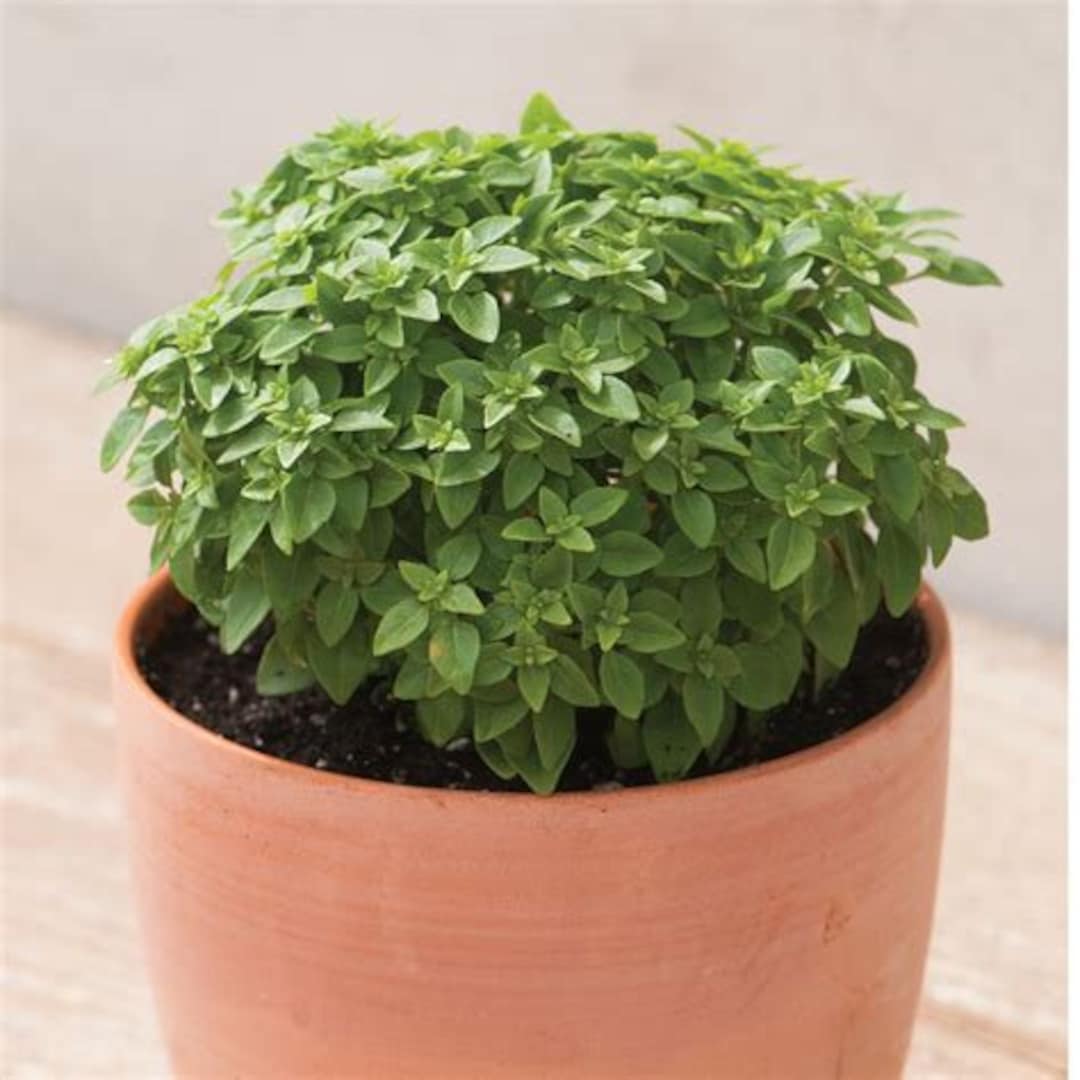Dwarf Greek Basil Seedling - Basil Plant - PRE-ORDER 2026! - Etsy