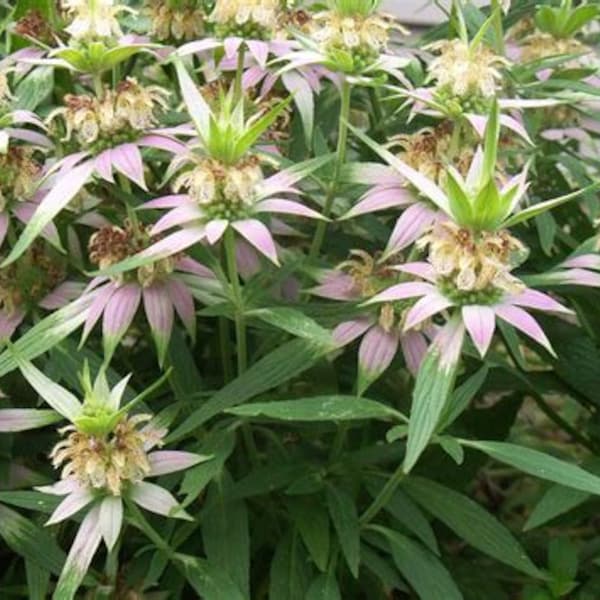 Bee Balm - Etsy