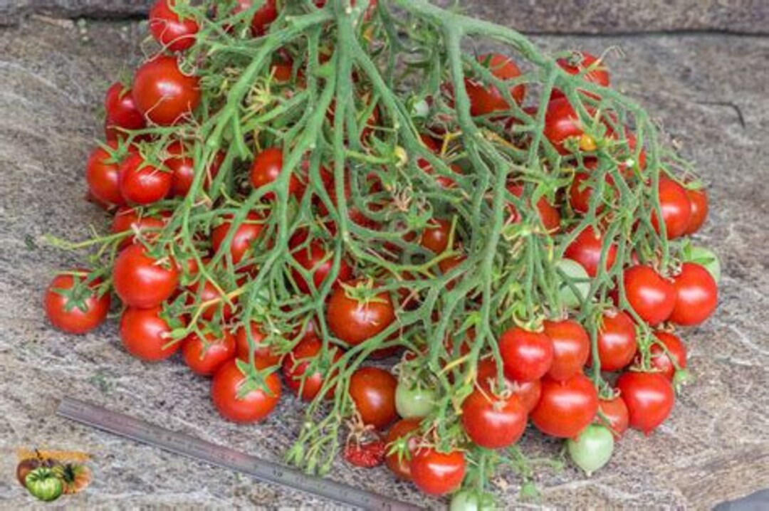 Geranium Kiss Tomato Seedling - Container Tomato - PRE-ORDER 2026! - Etsy