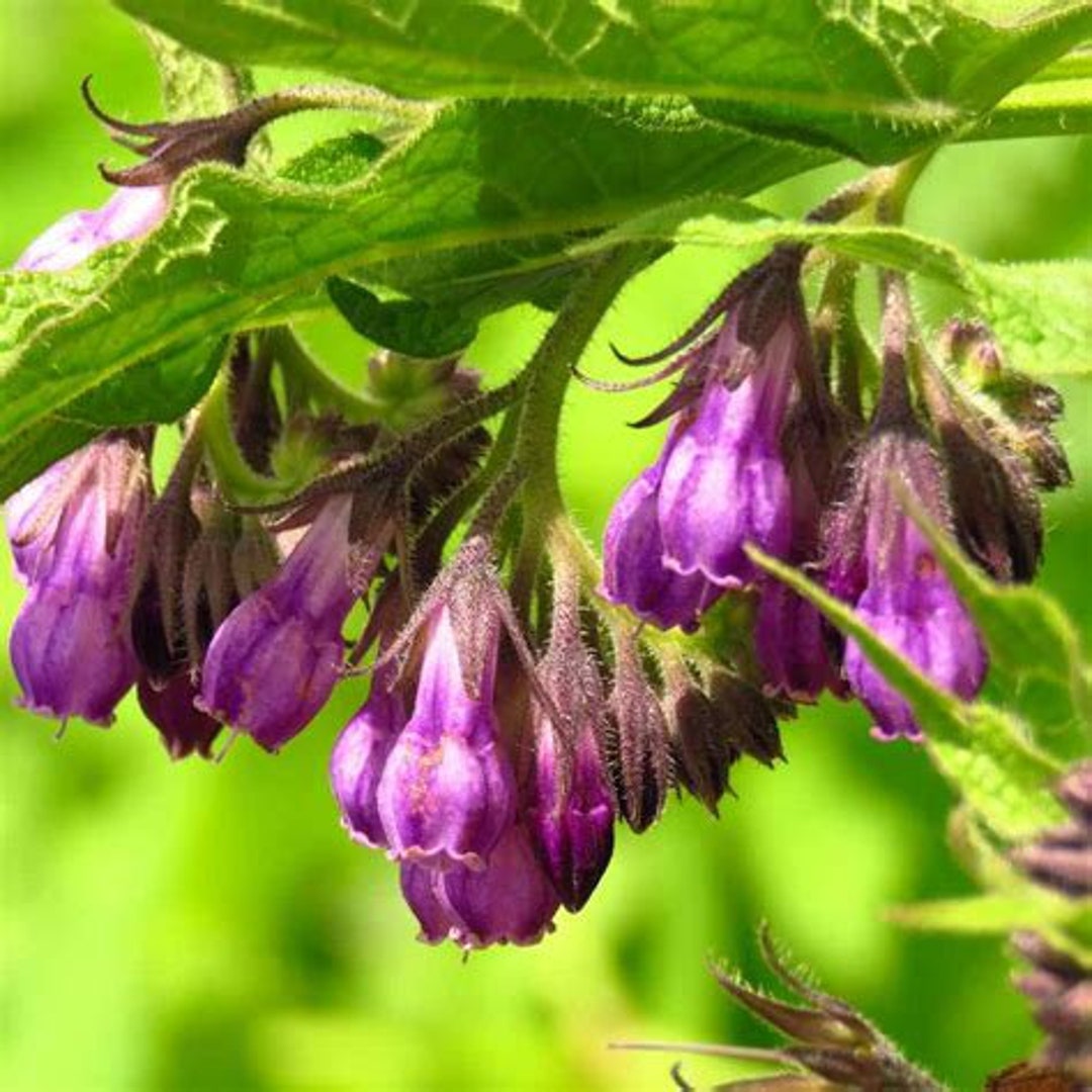 Comfrey (symphytum Officinalis) Seedling - Garden Plant - PRE-ORDER ...