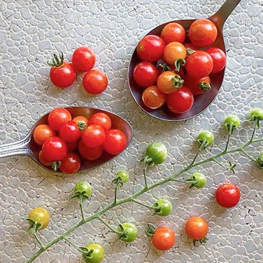 Spoon Tomato Seedling Tiny Tomato Tomato Plant - Etsy