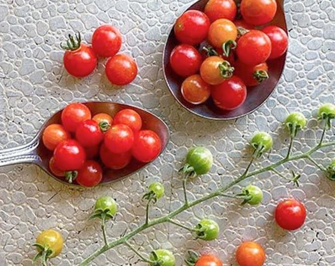 Spoon Tomato Seedling - Tiny Tomato - Tomato Plant - PRE-ORDER Spring ...