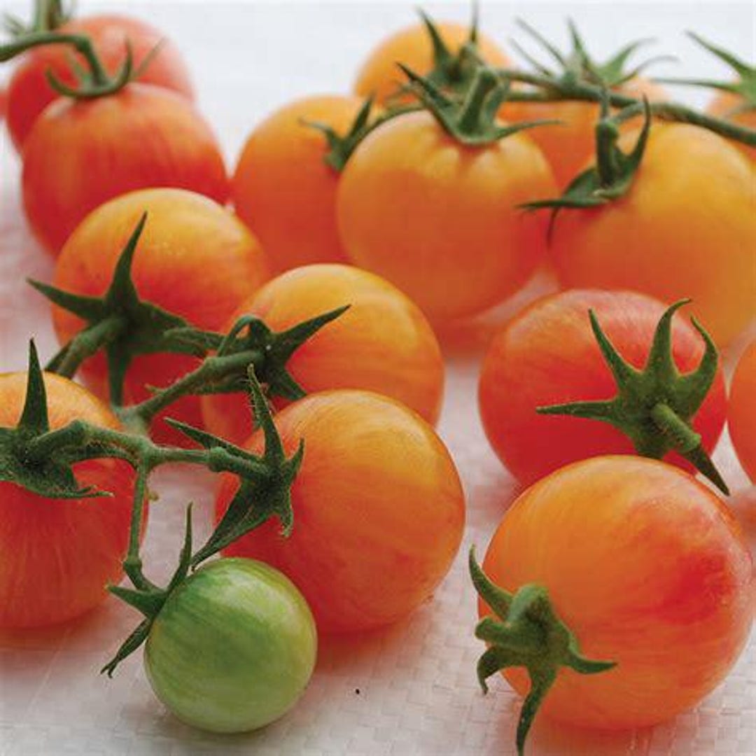 Tropical Sunset Tomato Seedling - Cherry Tomato - Container Tomato ...
