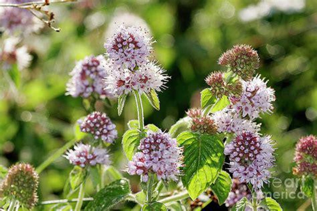 Water Mint Plant - Mint Seedling - Herb Plant - Pre-order Spring 2026 ...