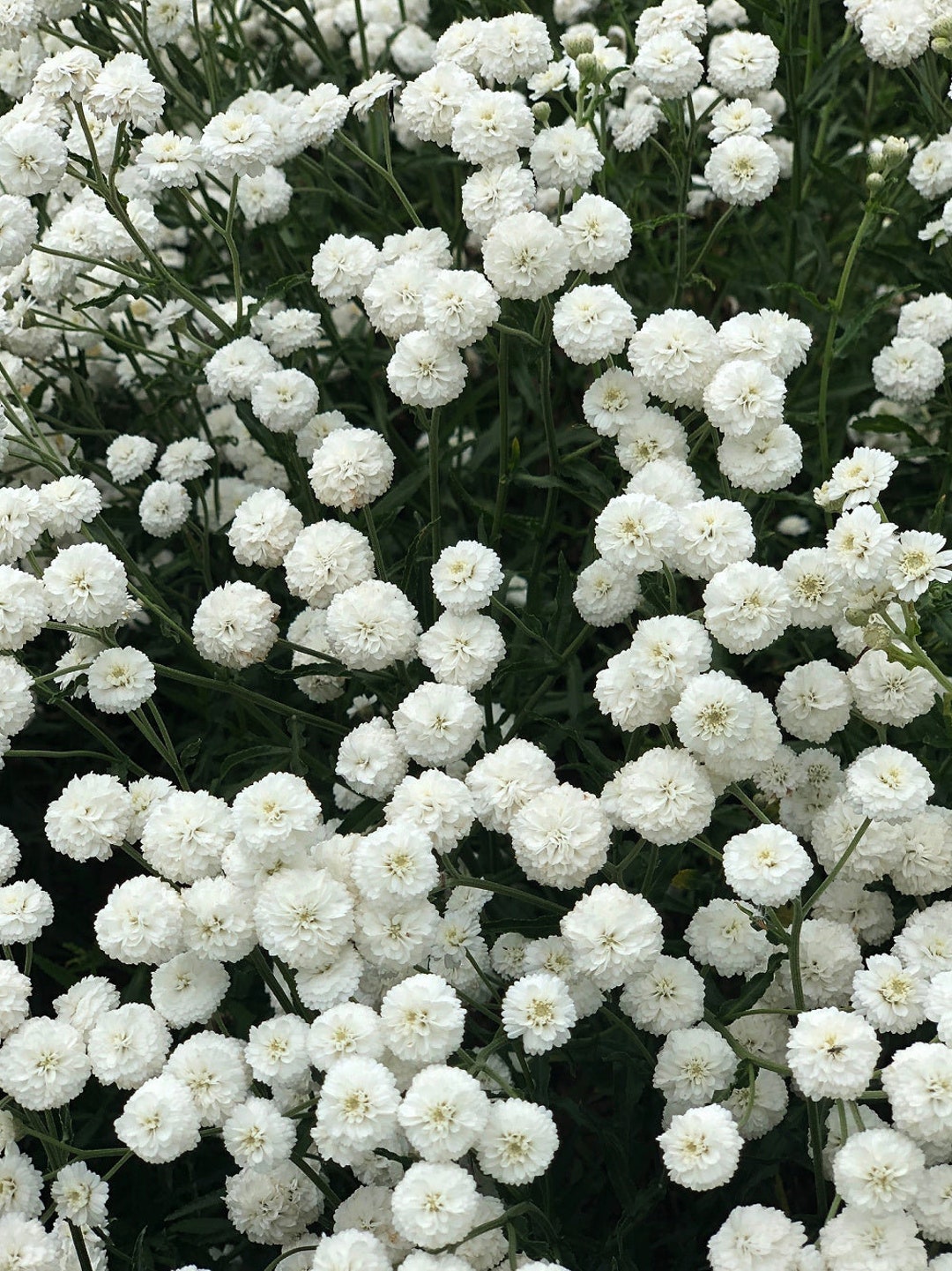 Pearl Double Diamond Yarrow (achillea Ptarmica) - Seedling - PRE-ORDER ...