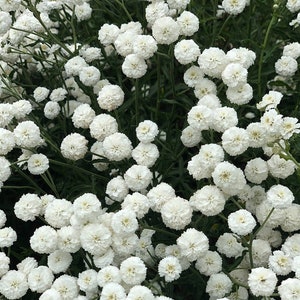 Pearl Double Diamond Yarrow (achillea Ptarmica) - Seedling - PRE-ORDER ...