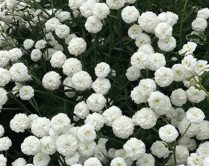 Pearl Double Diamond Yarrow (achillea Ptarmica) - Seedling - Pre-order ...