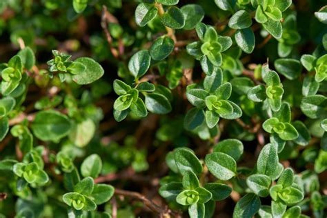French Thyme (thymus Vulgaris) Seedling - Culinary Herb - PRE-ORDER ...
