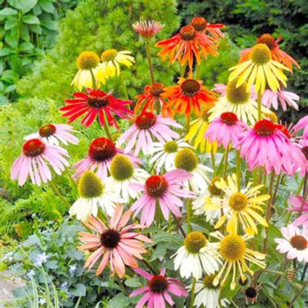 Echinacea Paradiso - Native Flower Seedling - Coneflower - Pre-order ...
