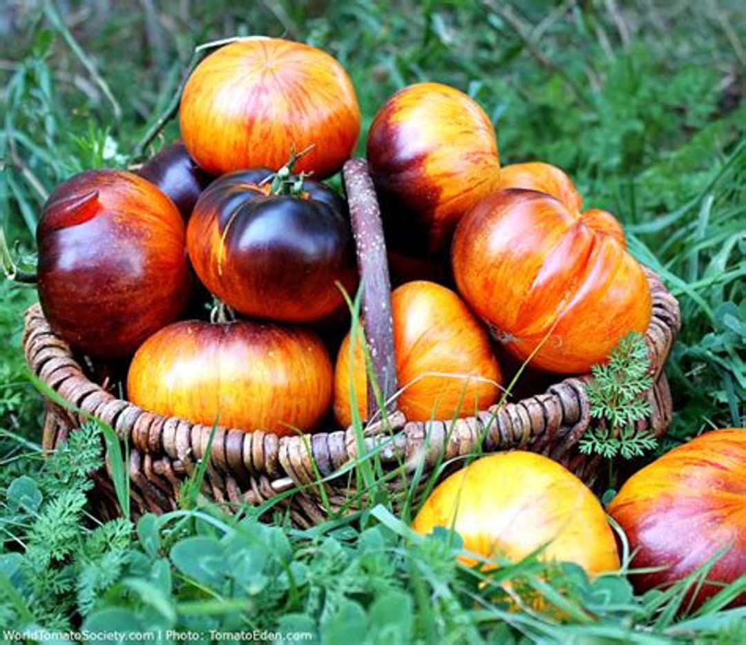 Alice's Dream Tomato Seedling - Colorful Tomato - Rare Tomato - Pre ...