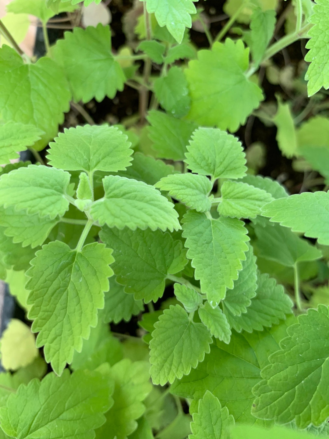 Catnip (nepeta Cataria) Seedling - Pre-order Spring 2026! - Etsy