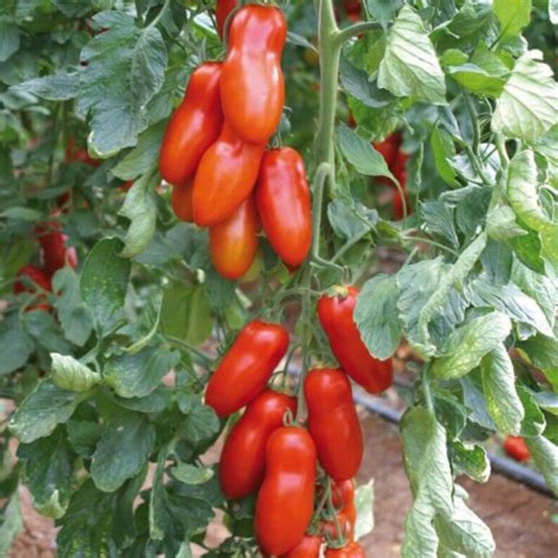 Supernova Tomato Seedling - Grape Tomato Plant - Pre-order Spring 2026 ...