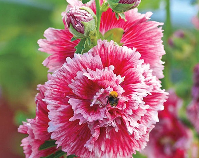Hollyhock Fiesta Time Seedling - Cottage Flower - Rare Flower PRE-ORDER ...