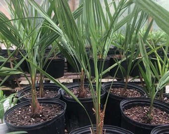 10 to 12 Pindo Palm Butia Capitata - Etsy