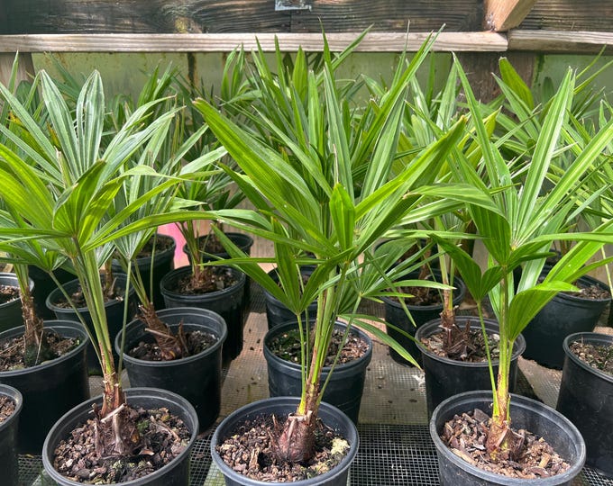 16” to 18” Windmill Palms Trachycarpus Fortunei - Etsy