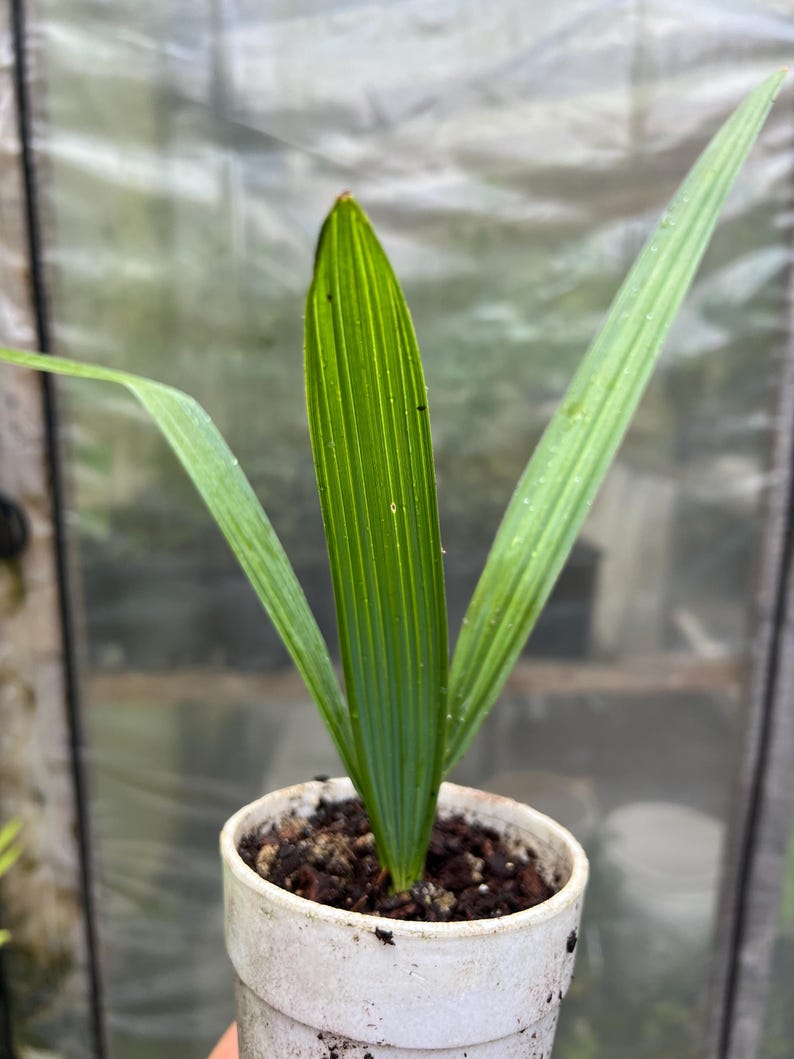 10” to 12” Sabal Minor Palm, Dwarf Palmetto - Etsy