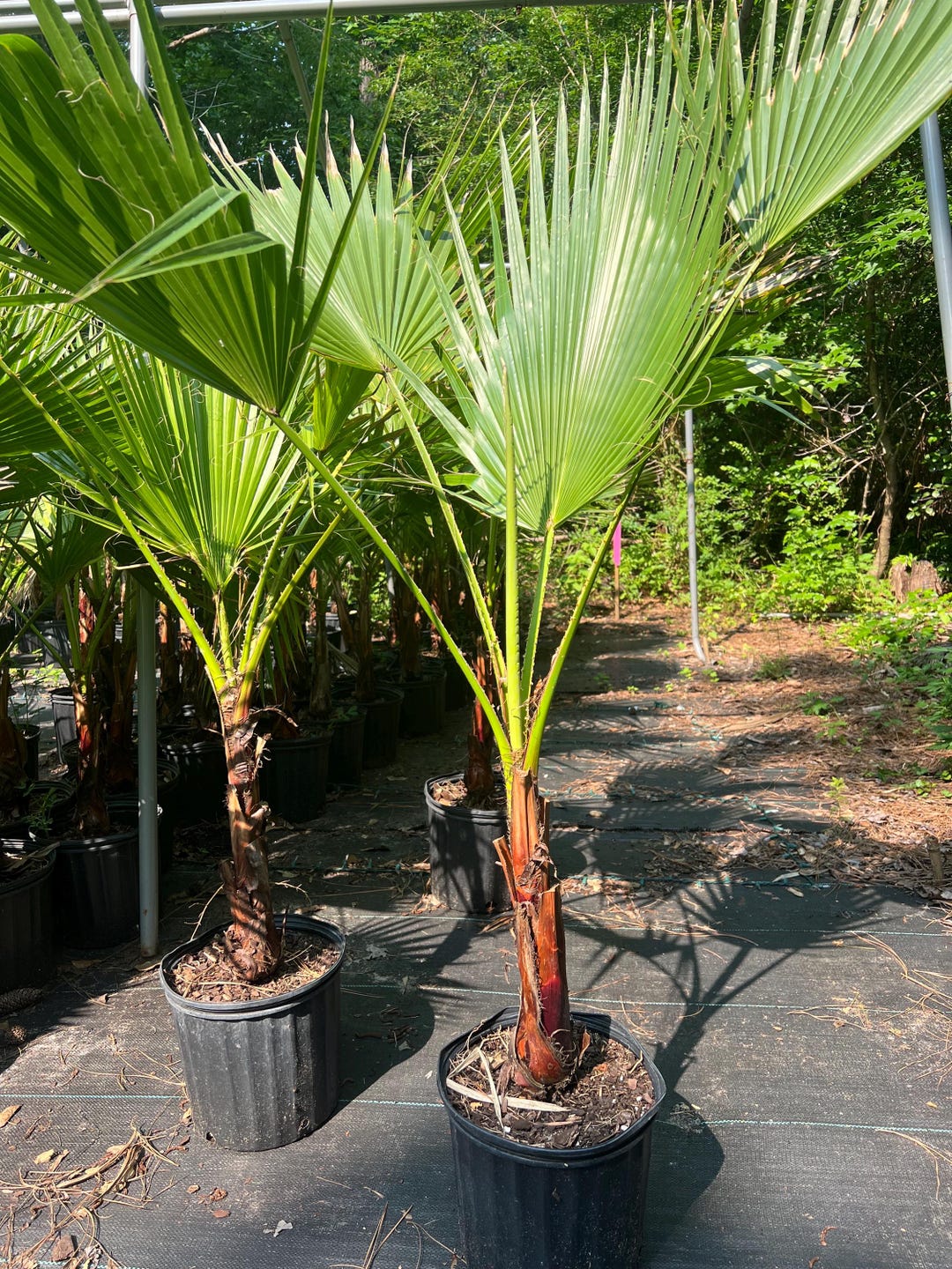 48” Mexican Fan Palm, Washingtonia Robusta, All Fronds Pruned Except ...