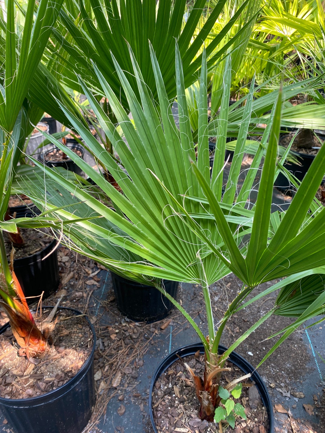 28” to 30” Mexican Fan Palm Washingtonia Robusta - Etsy