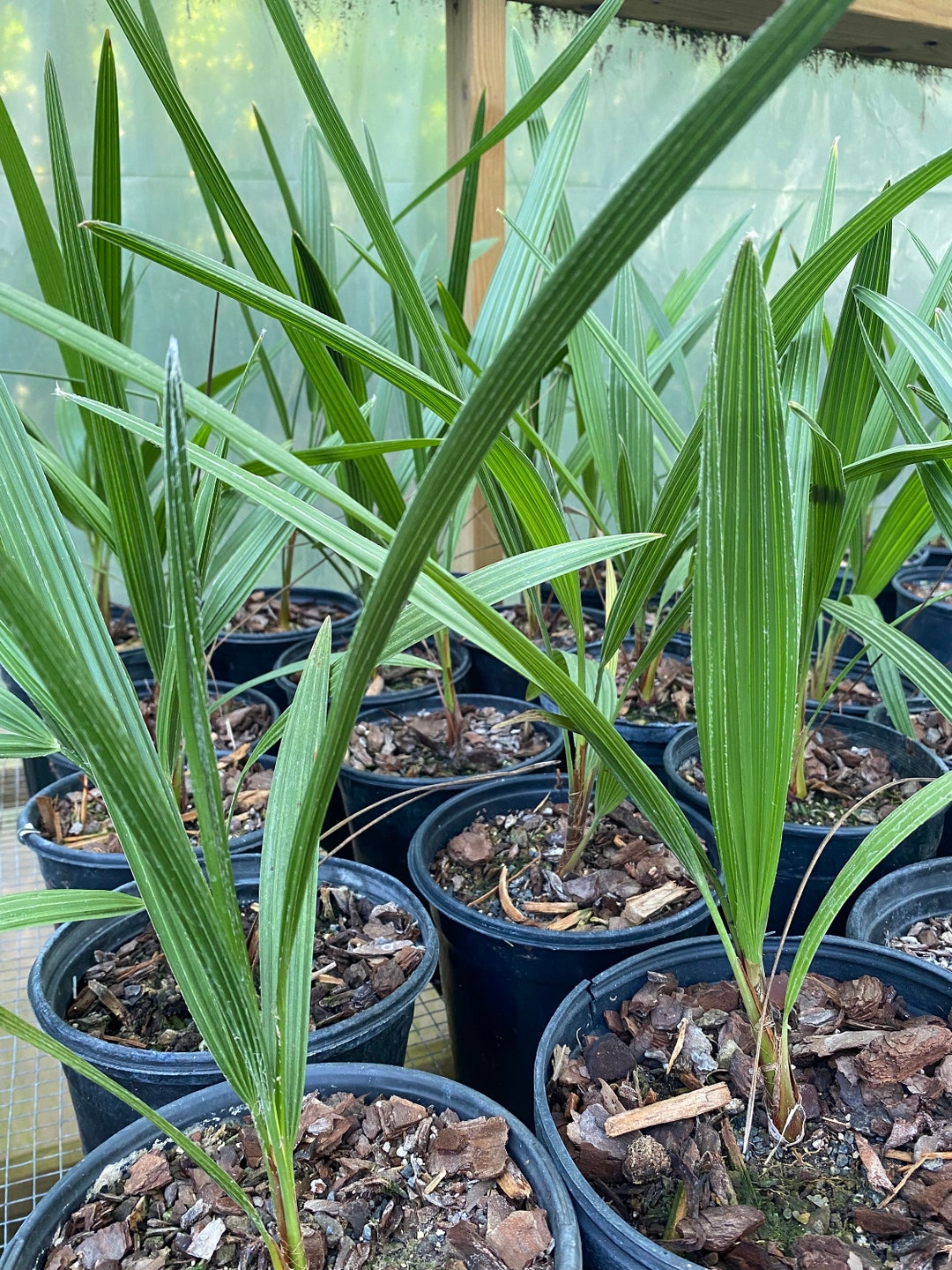 12” to 15” European Fan Palm Chamaerops Humilis - Etsy